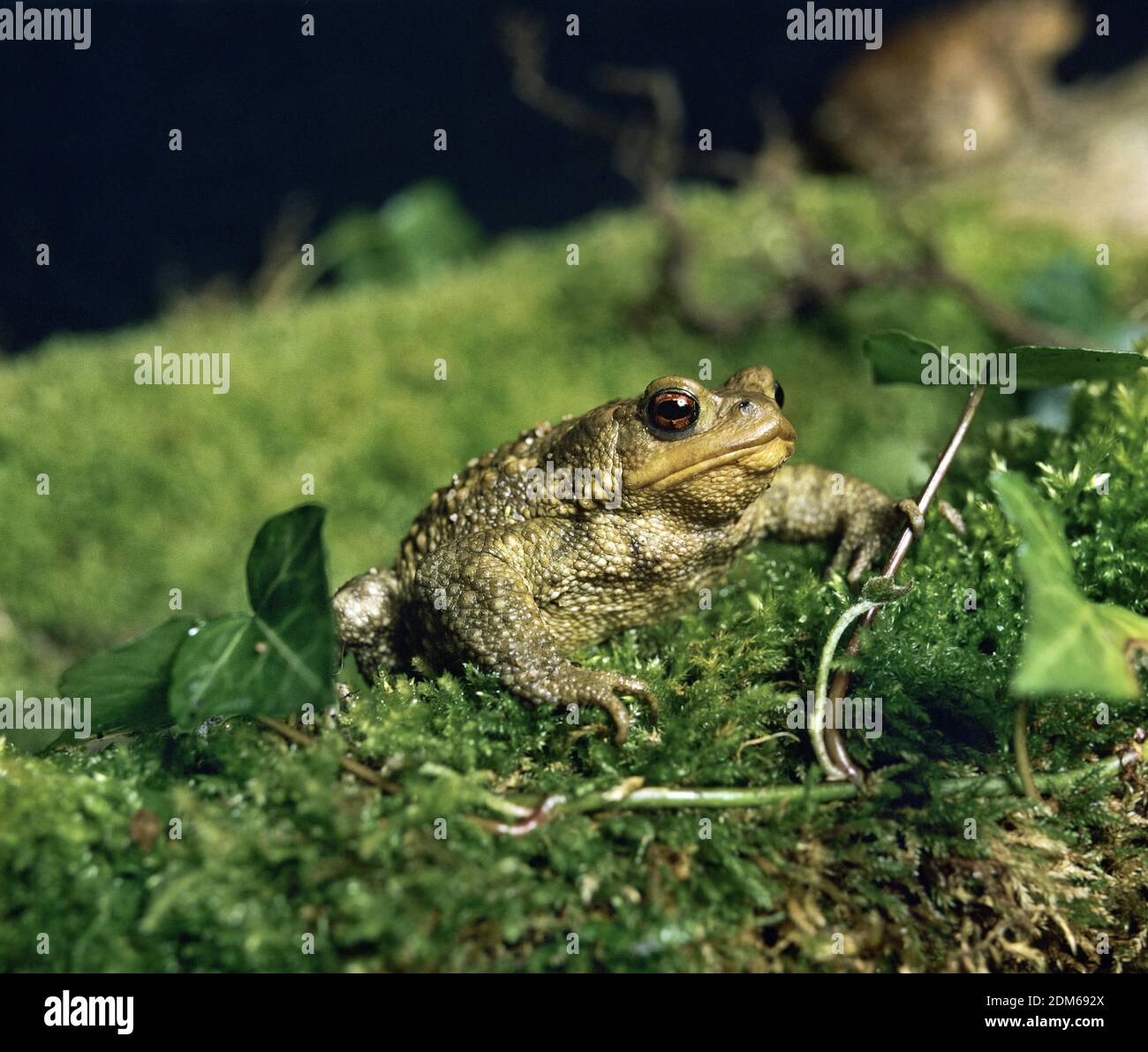 Common Toad, bufo bufo, Adult Stock Photo - Alamy