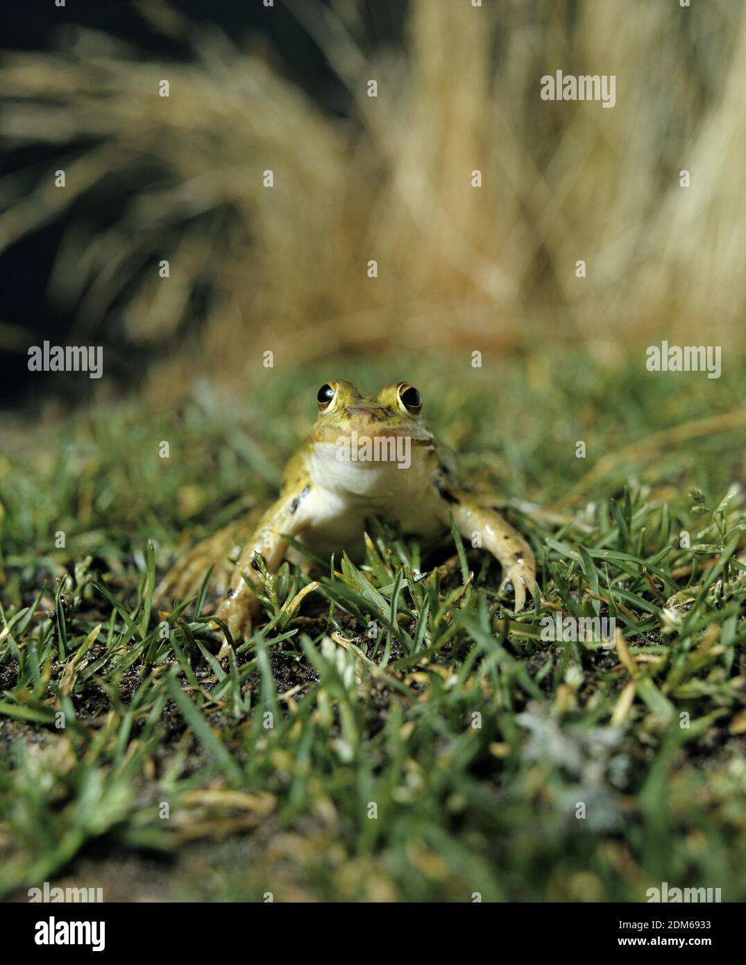 Edible Frog or Green Frog, rana esculenta, Adult Stock Photo - Alamy