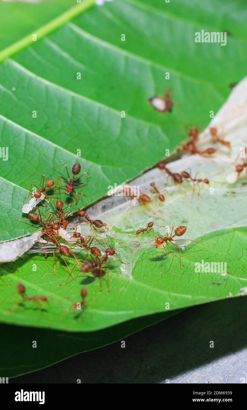 Red ants (fire ant, Solenopsis geminate) helping each other carry a ...