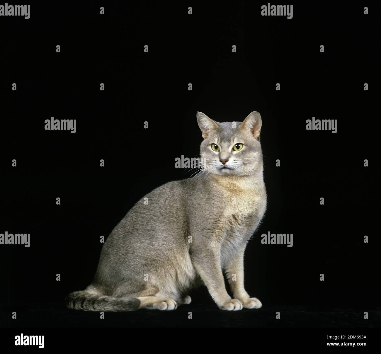 Blue Abyssinian Domestic Cat against Black Background Stock Photo - Alamy