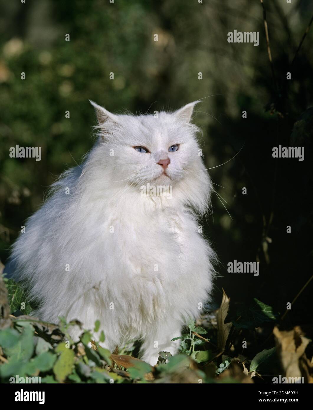 White Turkish Angora Domestic Cat, Breed from Ankara in Turkey Stock ...