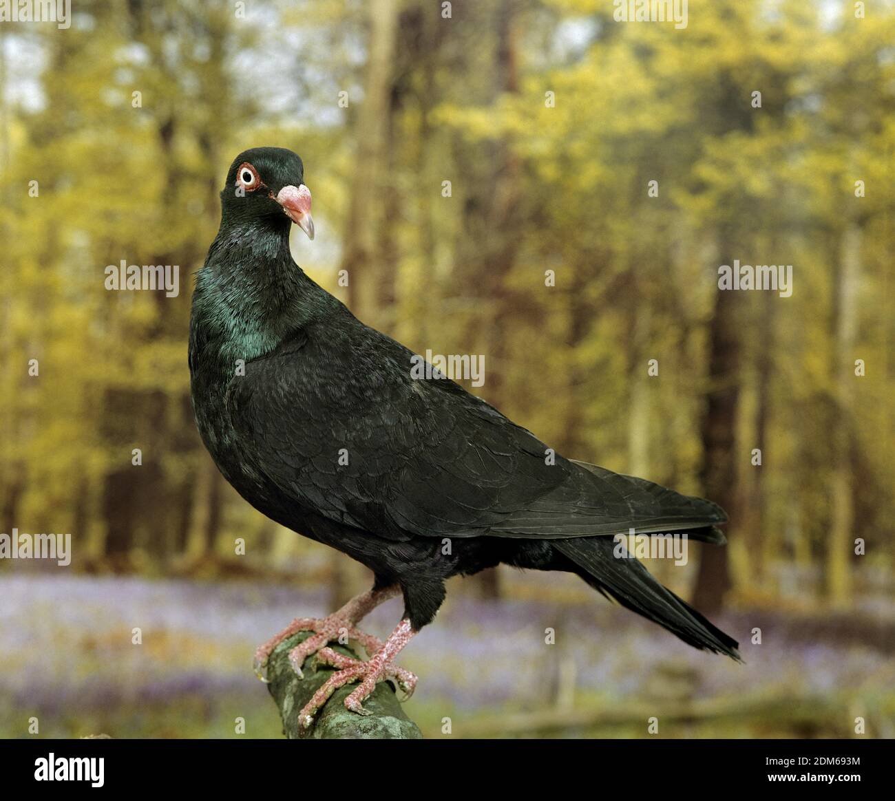 Danish pigeon hi-res stock photography and images - Alamy