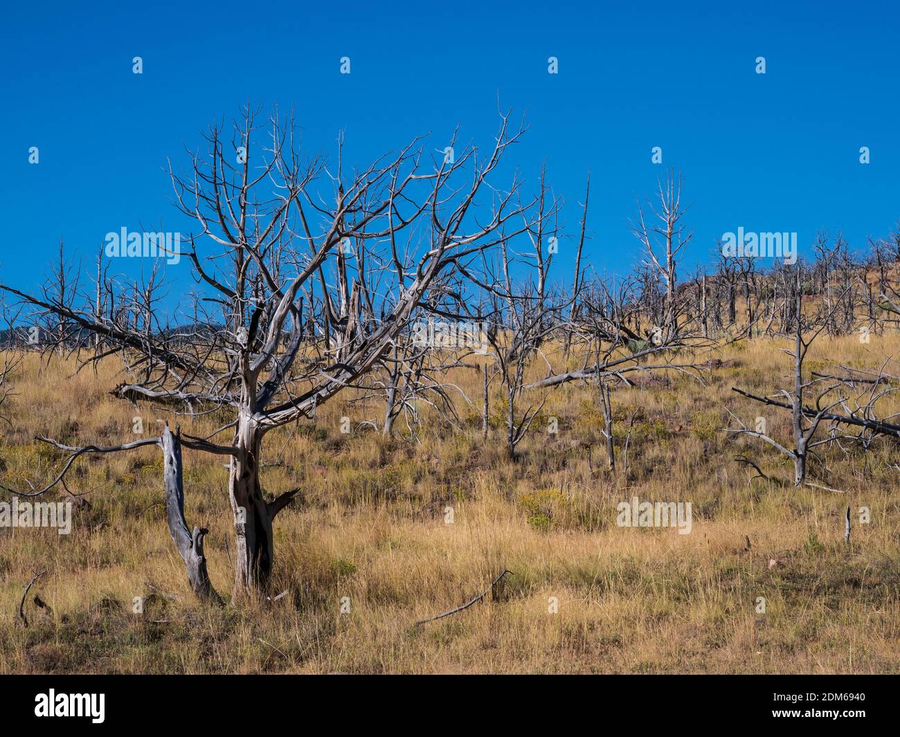 Wild mustang north america hi-res stock photography and images - Alamy