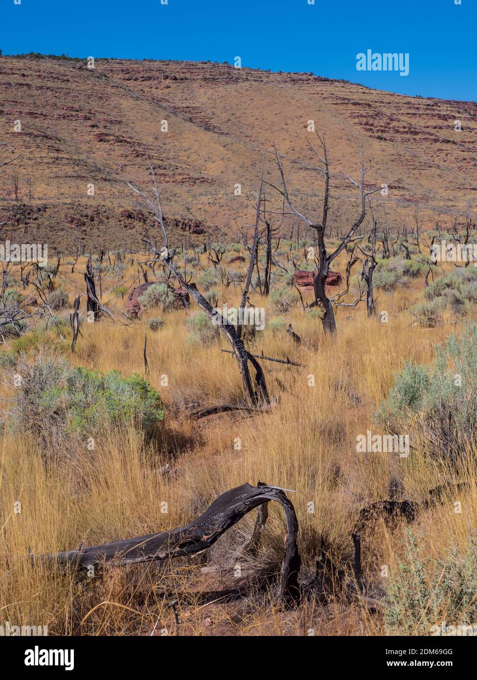 Burned wood from the 2002 Mustang Fire, Little Hole Recreation Area ...