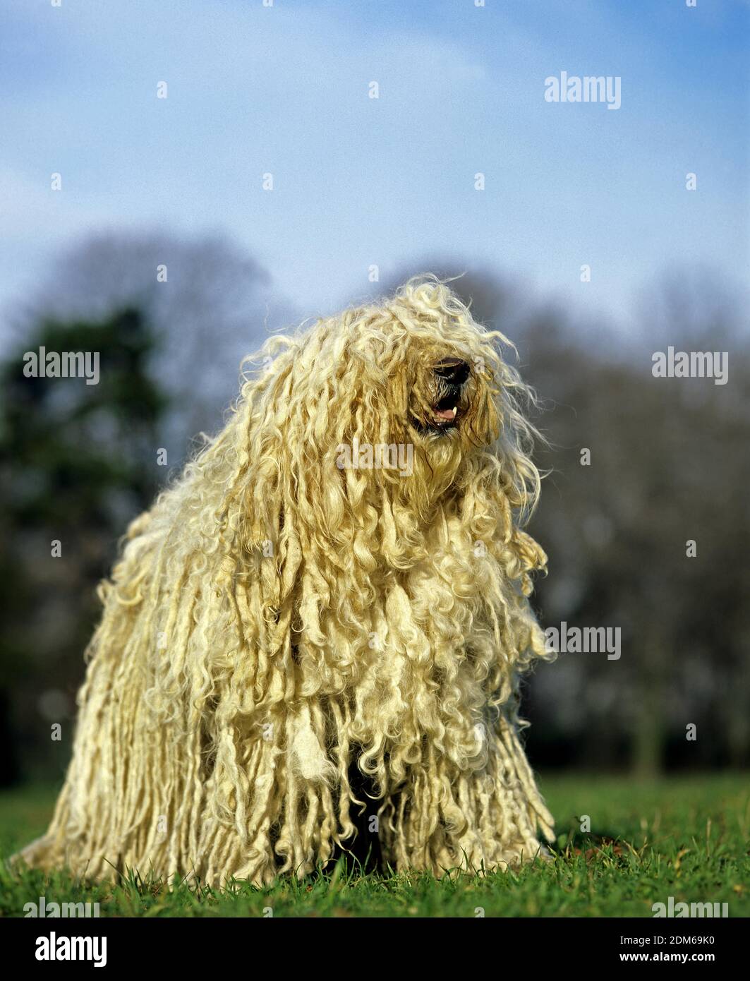 Hungarian Puli Dog standing on Lawn Stock Photo - Alamy