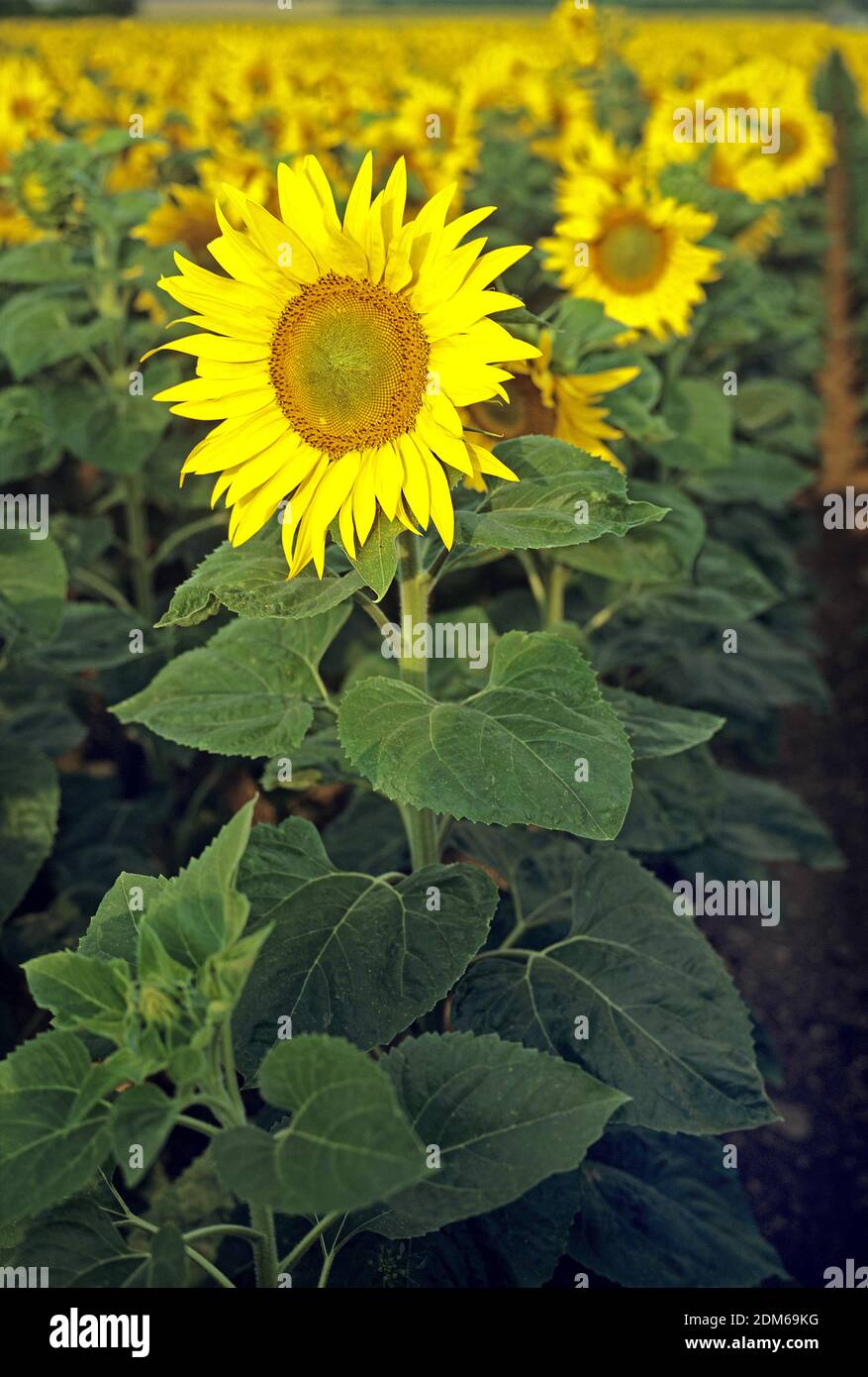 Helianthus sp blossom hi-res stock photography and images - Alamy