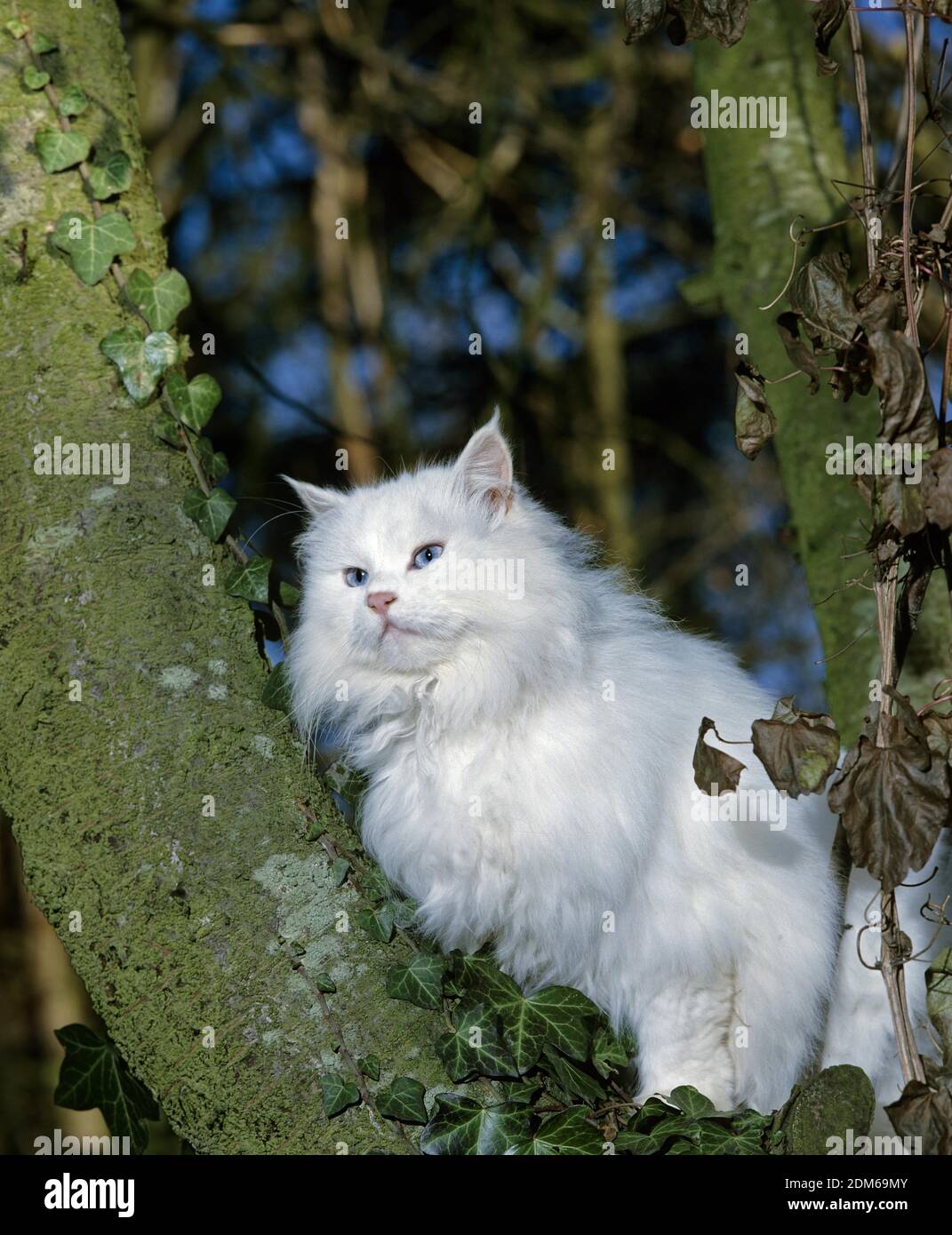 White Turkish Angora Domestic Cat, Breed from Ankara in Turkey Stock ...
