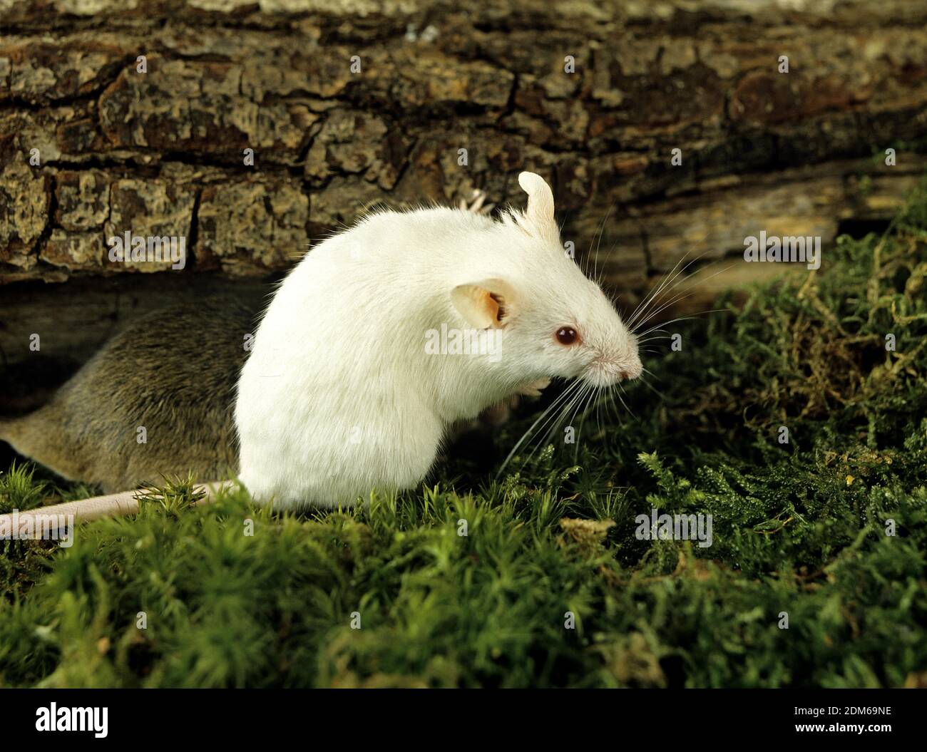 White Mouse, mus musculus, Adult standing on Moss Stock Photo - Alamy