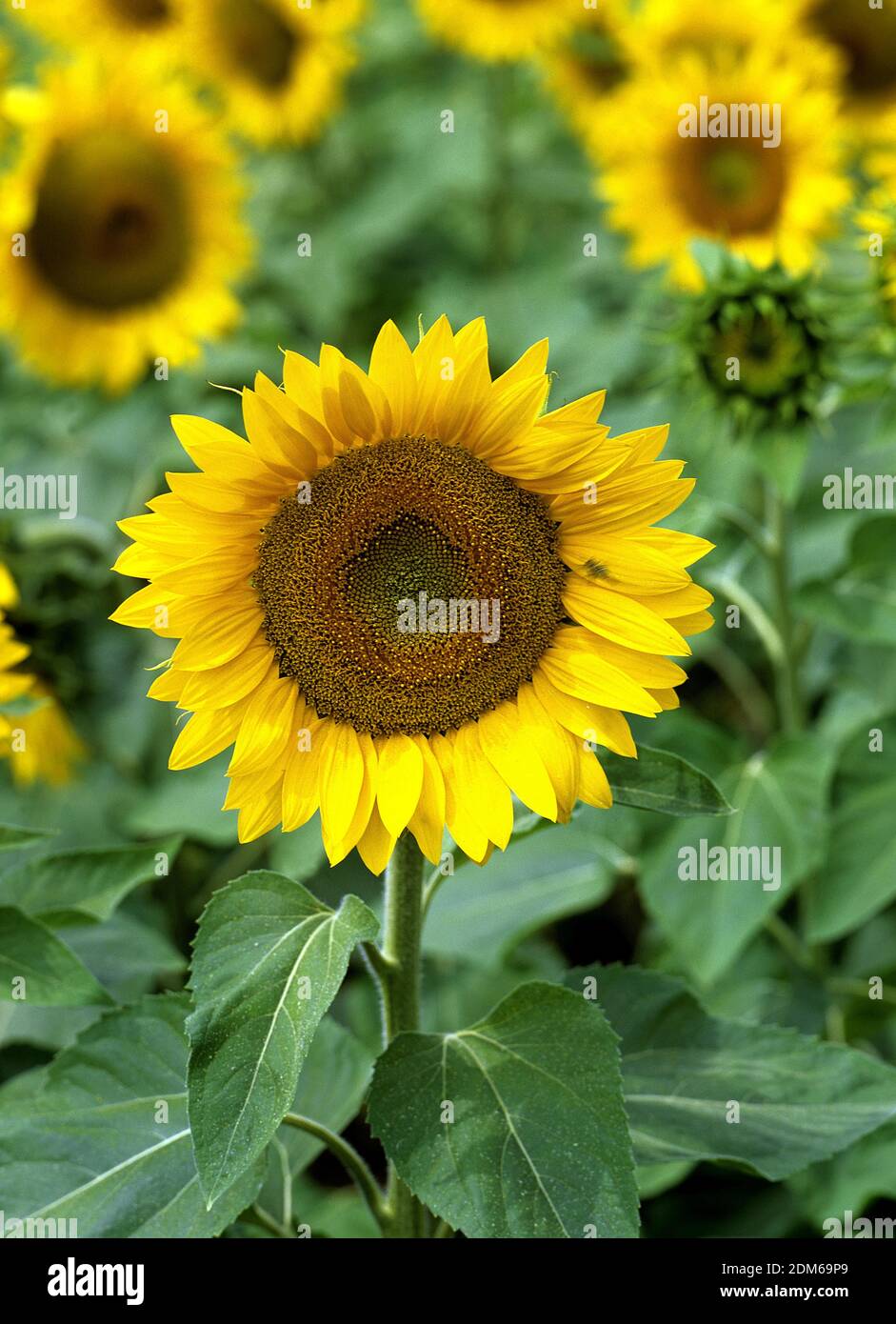 Helianthus sp blossom hi-res stock photography and images - Alamy