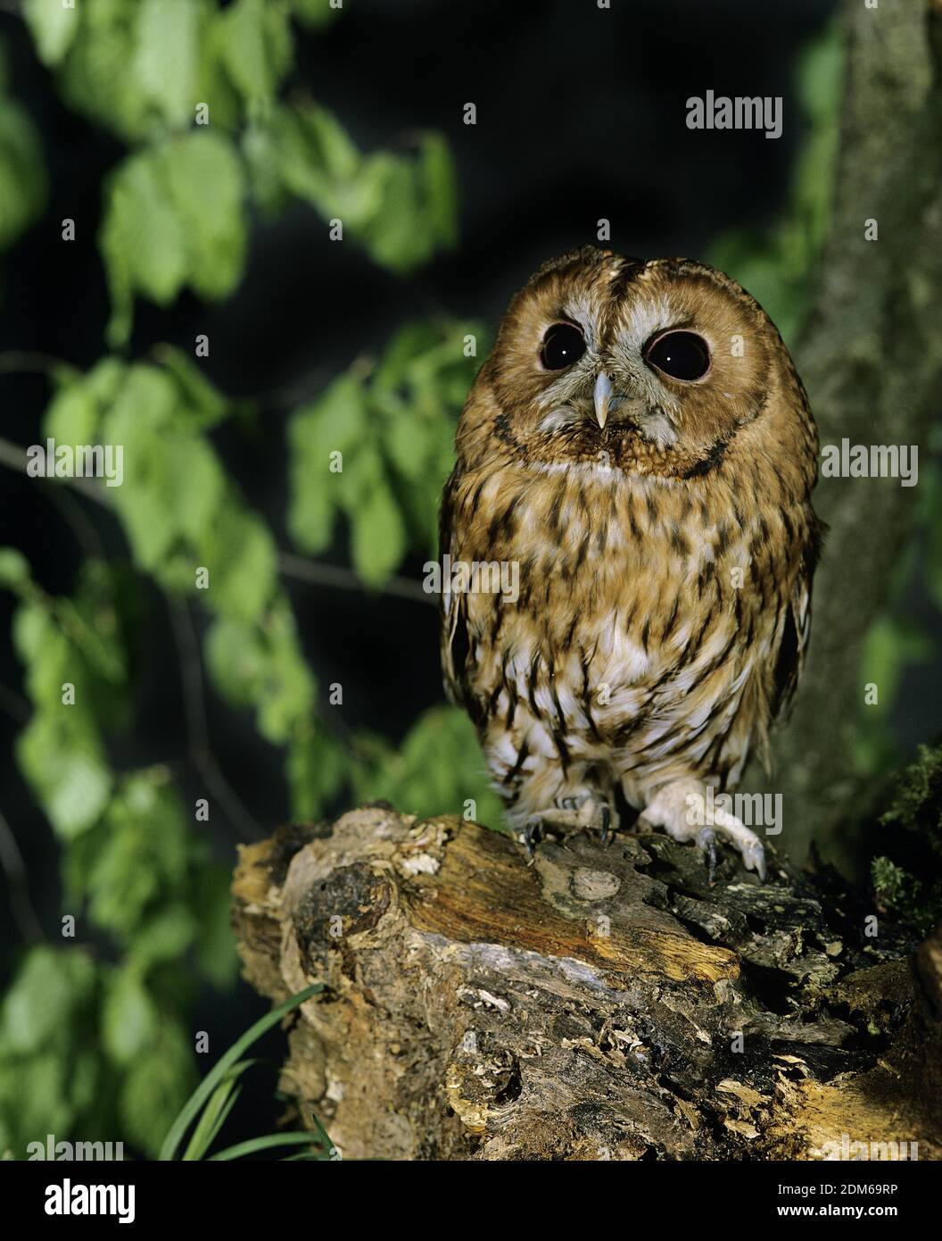 Eurasian Tawny Owl, strix aluco, Normandy Stock Photo - Alamy