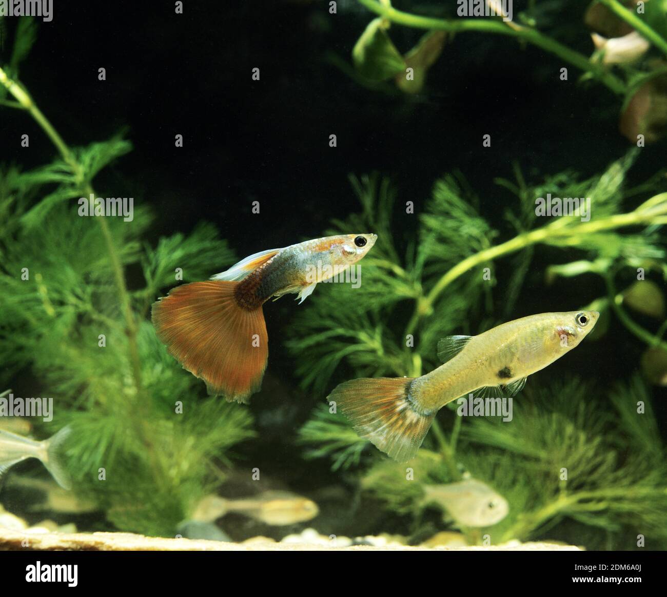 Guppy, poecilia reticulata, Aquarium Fishes, Pair Stock Photo - Alamy