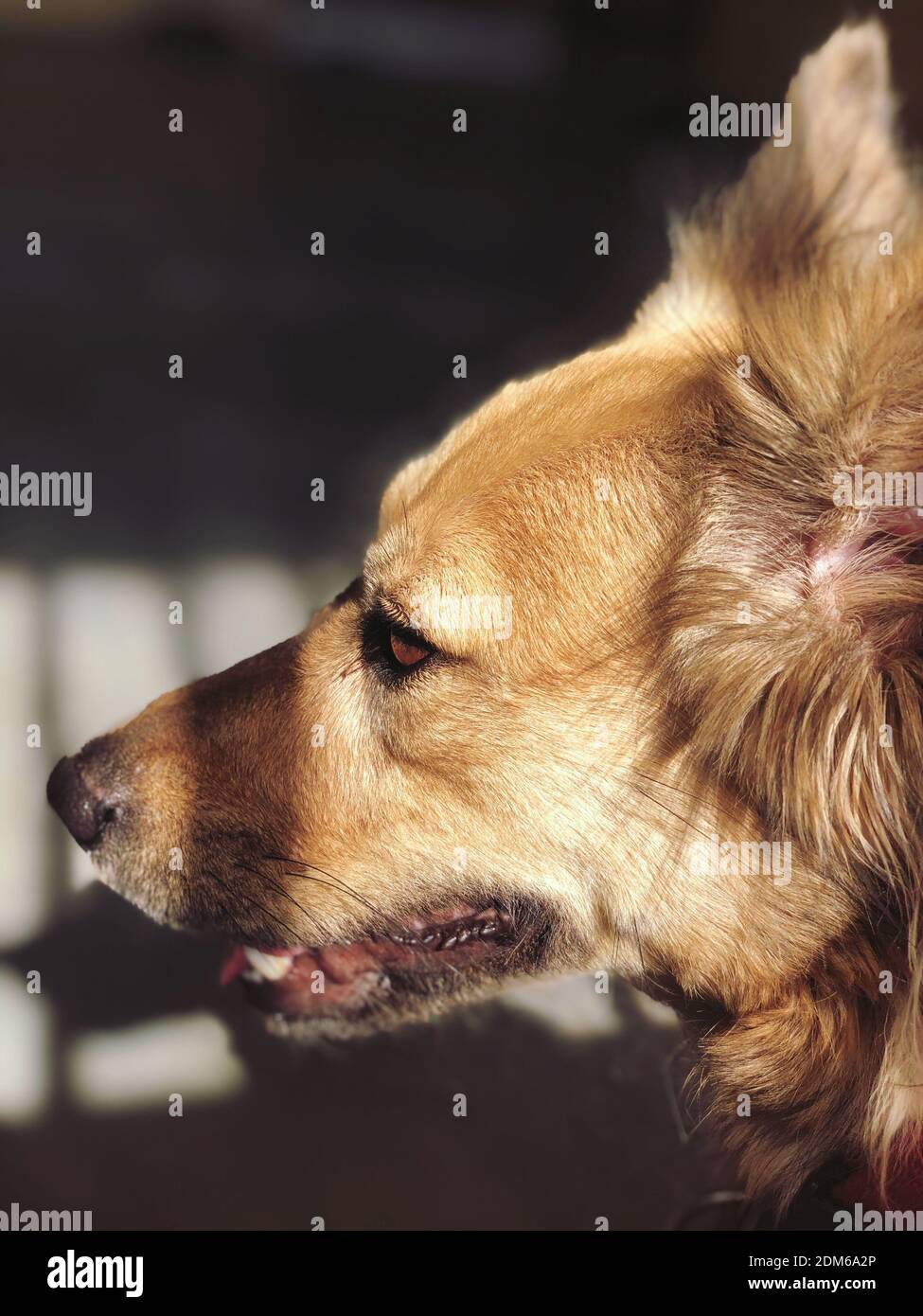 Dog hitting hi-res stock photography and images - Alamy