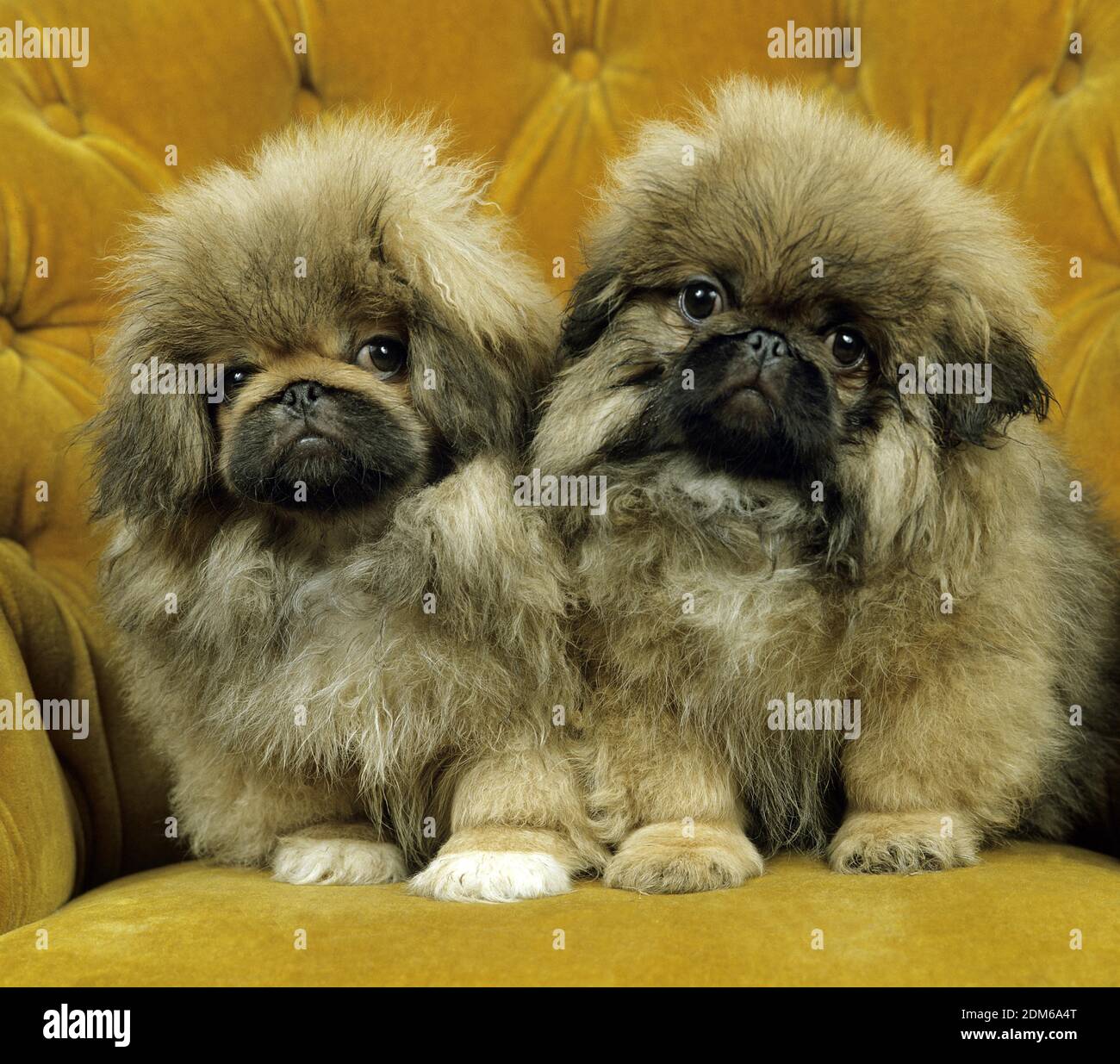 Pekinese Dog, Puppies Stock Photo - Alamy