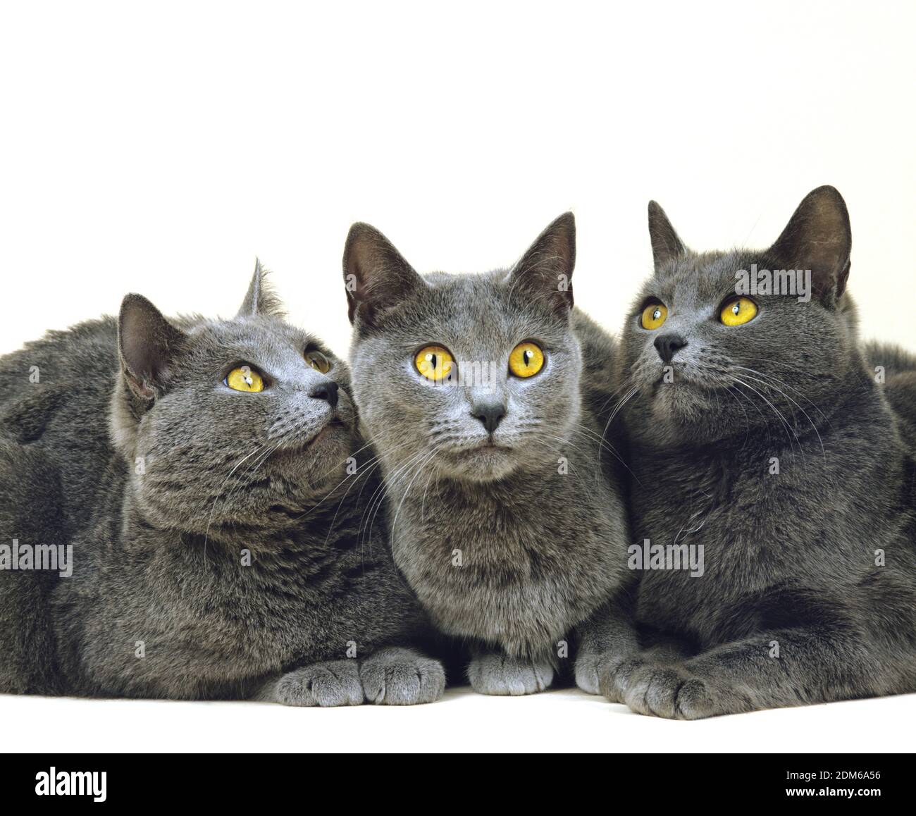 Chartreux Domestic Cat against White Background Stock Photo - Alamy