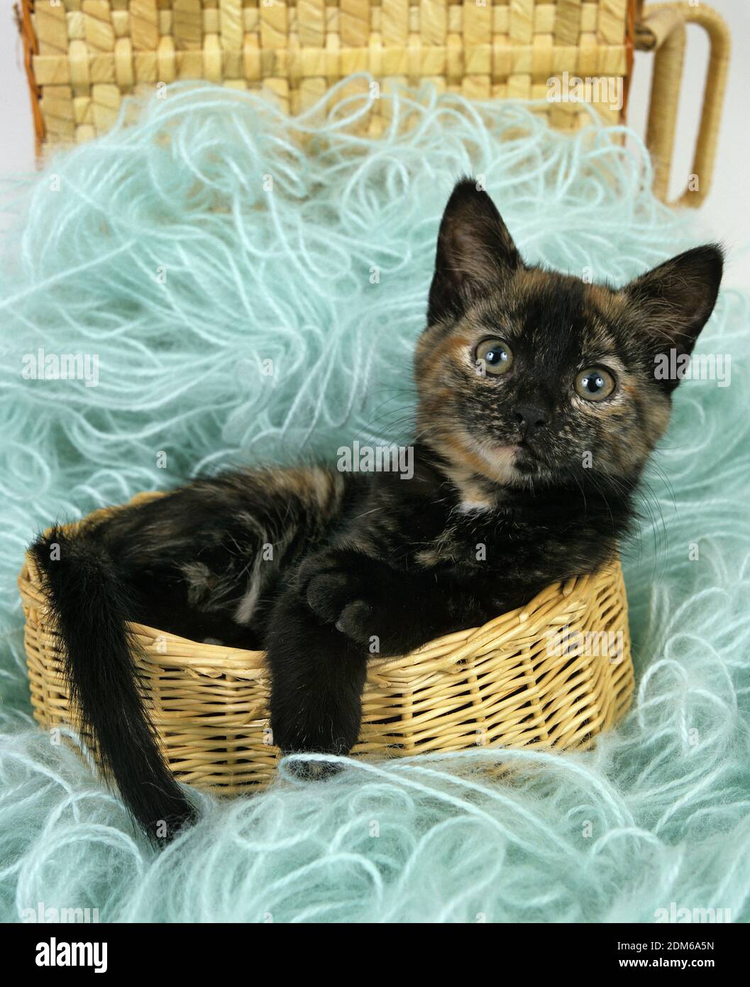 Cat laying down in studio hi-res stock photography and images - Alamy
