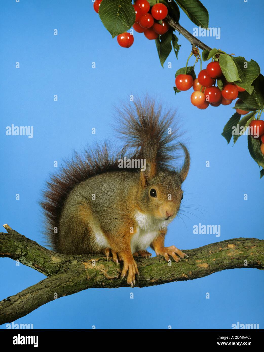 Red Squirrel, sciurus vulgaris, Male standing on Branch Stock Photo - Alamy