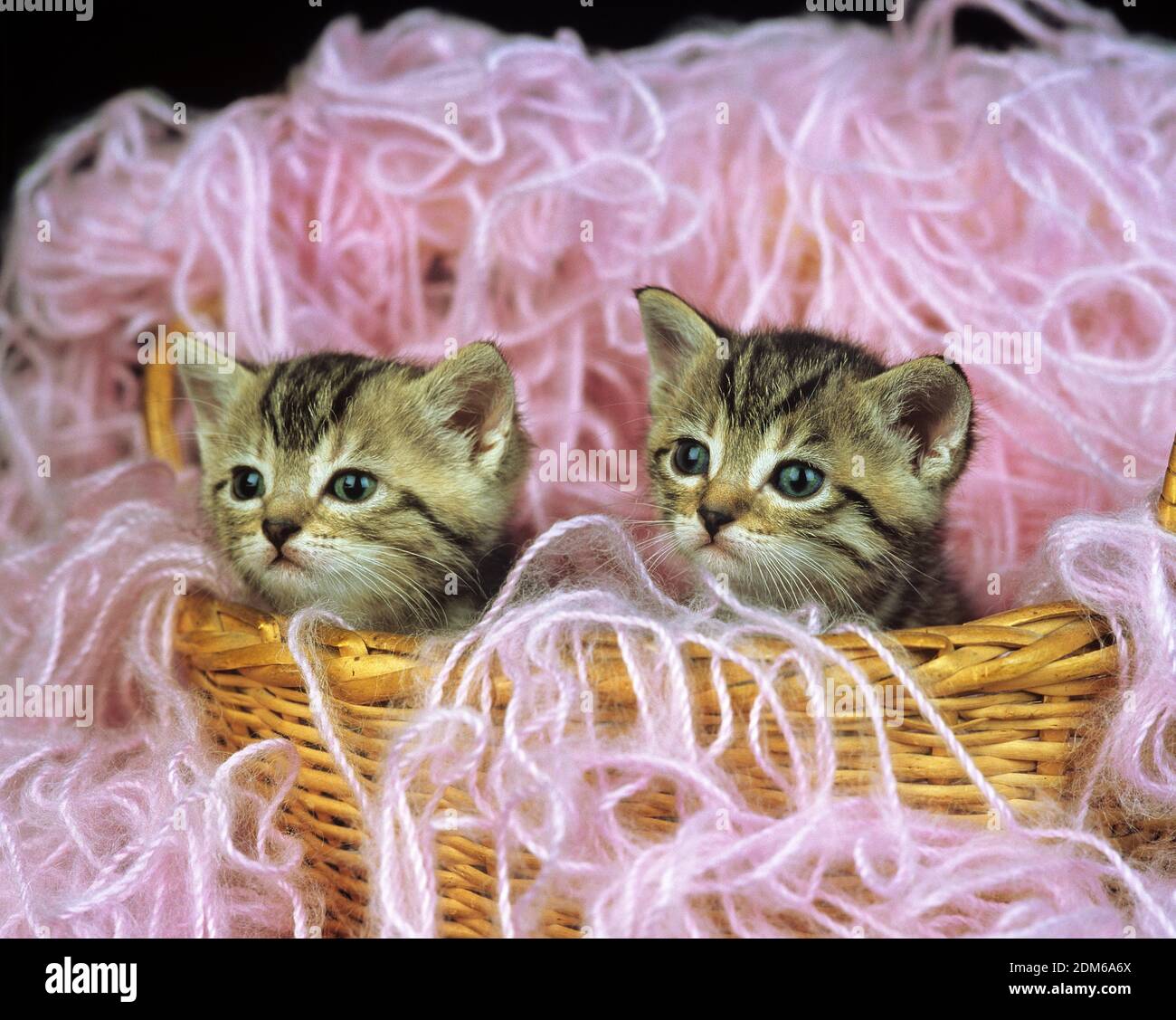 Two kittens playing with wool hi-res stock photography and images - Alamy
