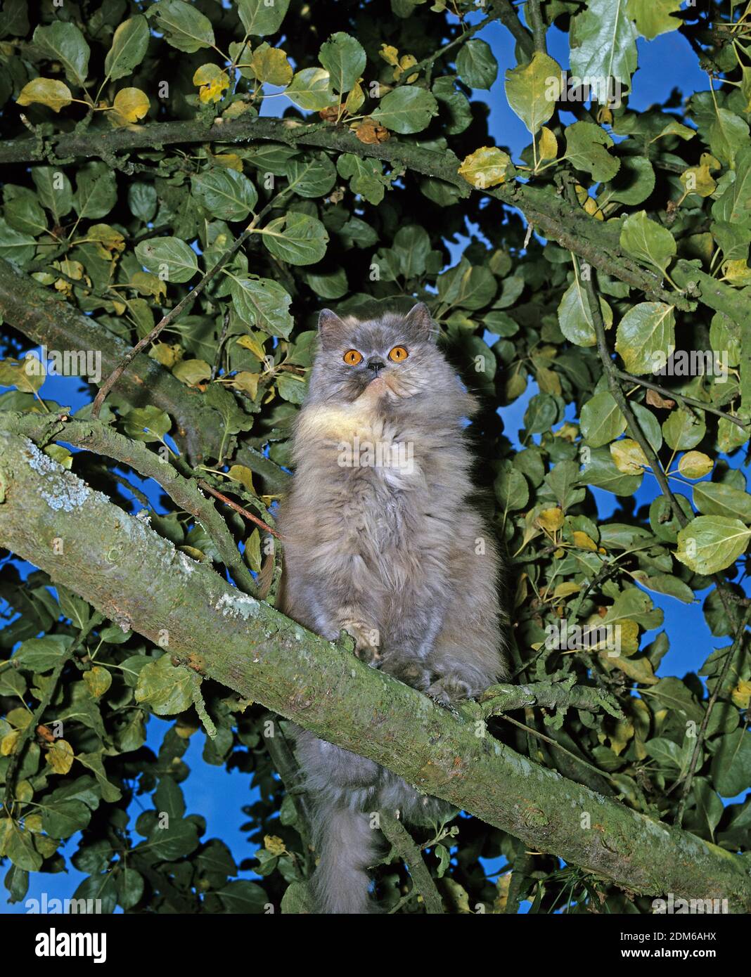 Blue cream persian cats hi-res stock photography and images - Alamy