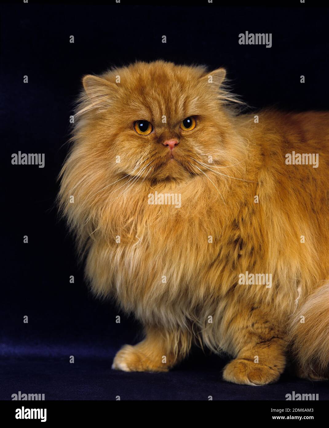Dark Red Persian Cat