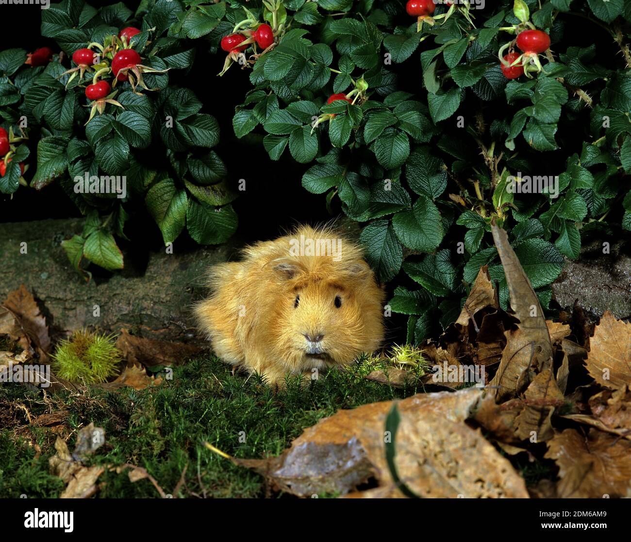 Guinea Pig, cavia porcellus Stock Photo - Alamy