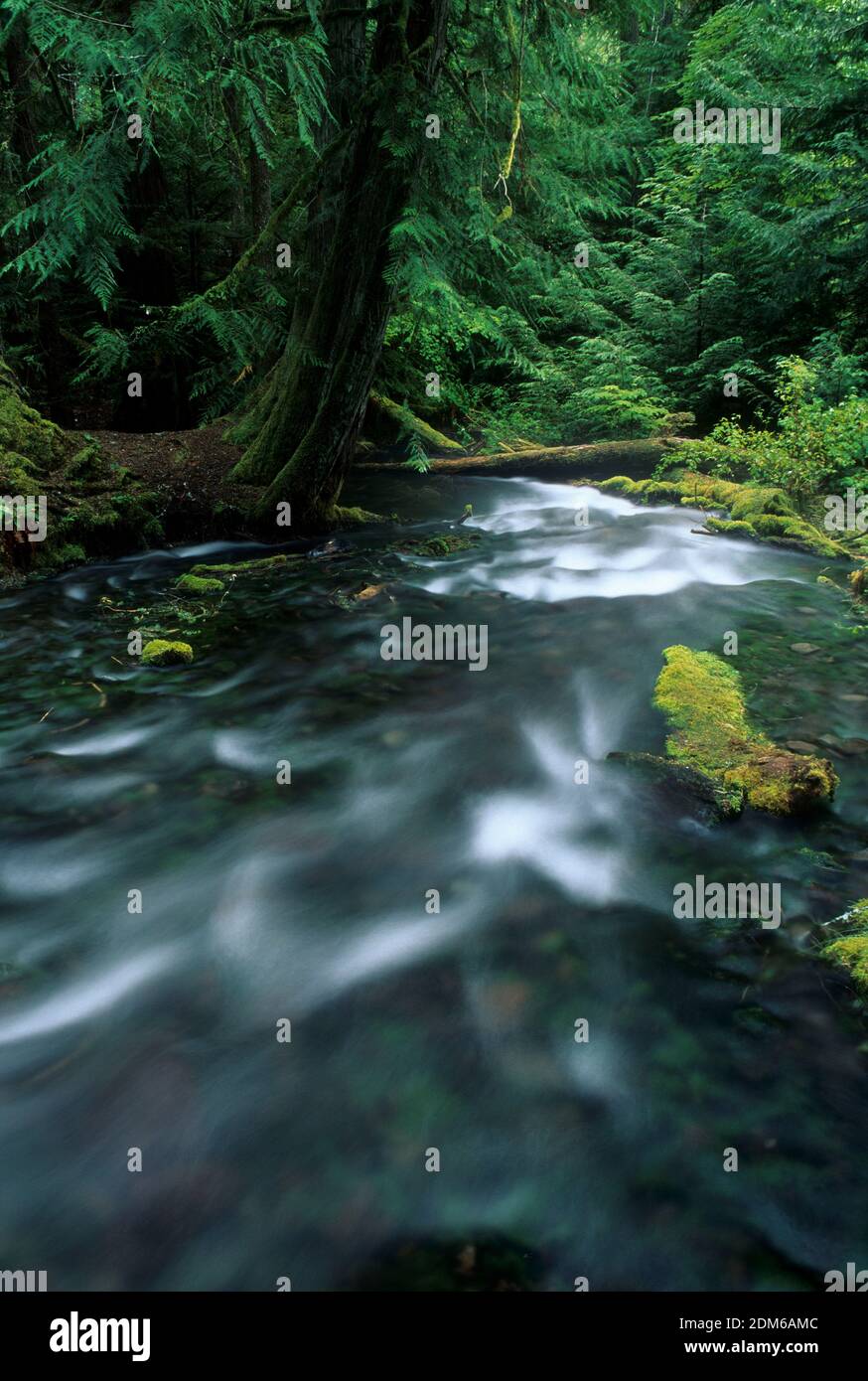 Indigo Springs, Willamette National Forest, Oregon Stock Photo - Alamy