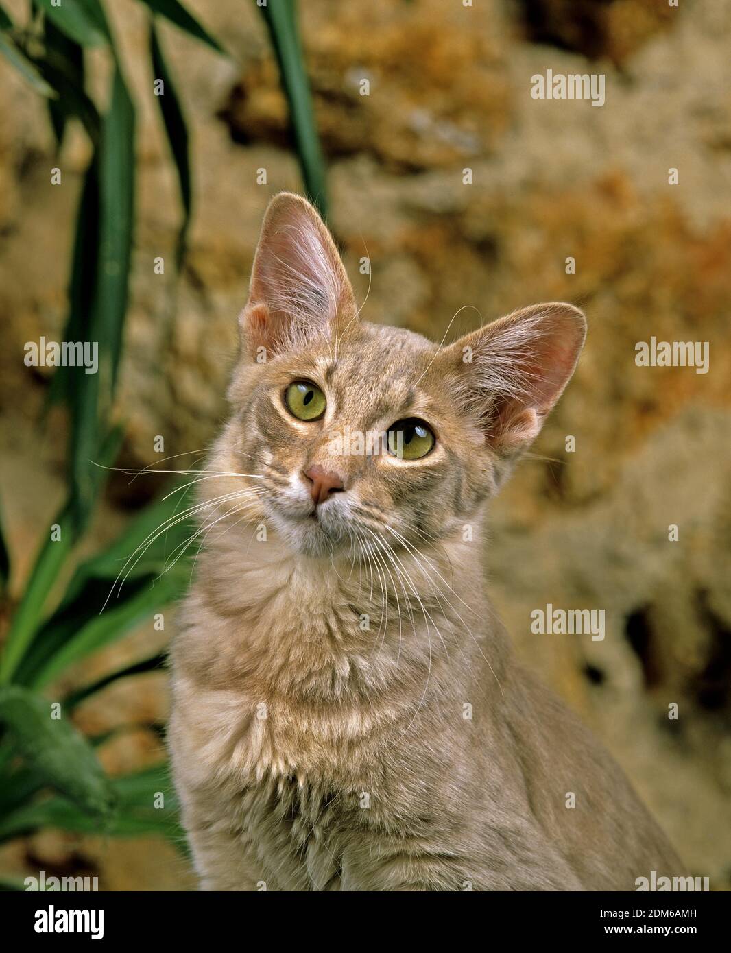Oriental longhair hi-res stock photography and images - Alamy