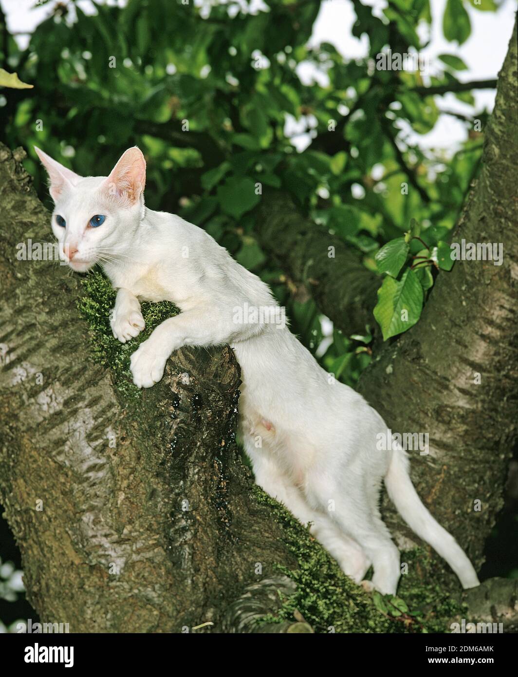 Oriental foreign white cat hi-res stock photography and images - Alamy