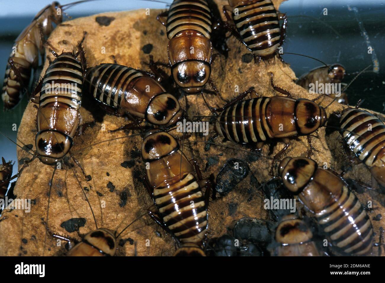 Cockroachs in Africa Stock Photo - Alamy