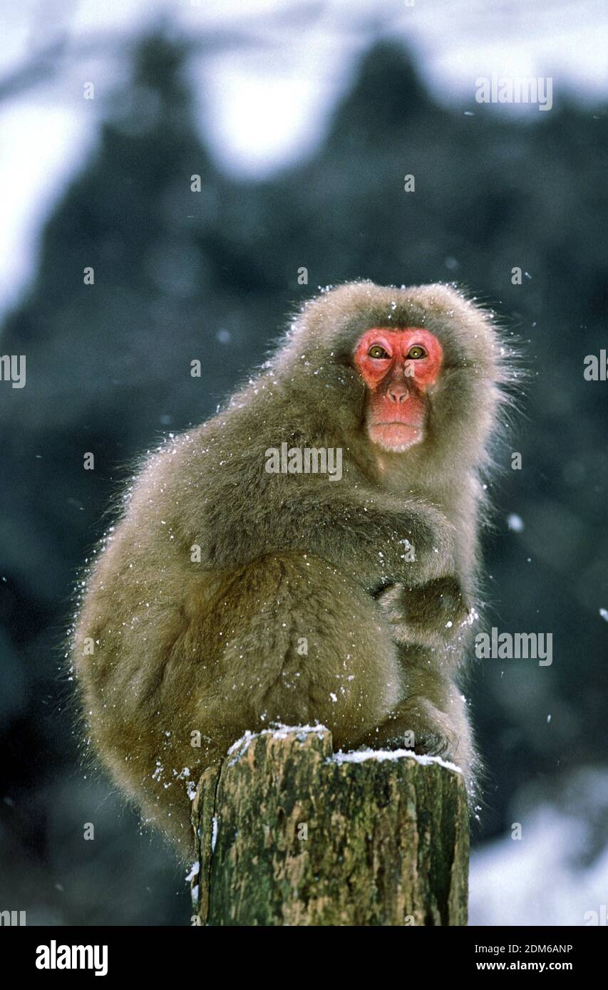 Japanese Macaque, macaca fuscata, Hokkaido Island in Japan Stock Photo ...