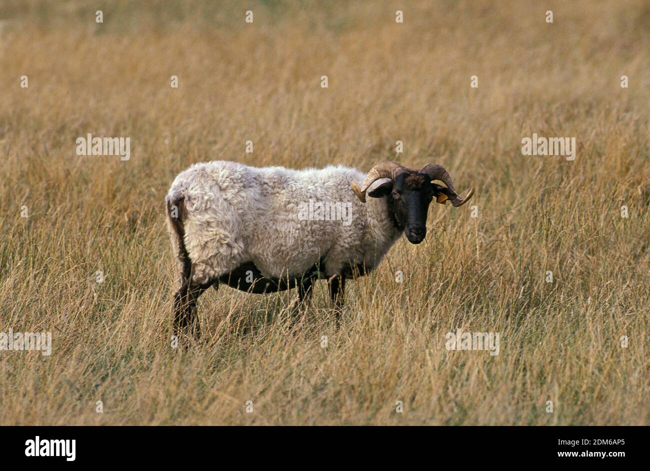 Manech sheep hi-res stock photography and images - Alamy