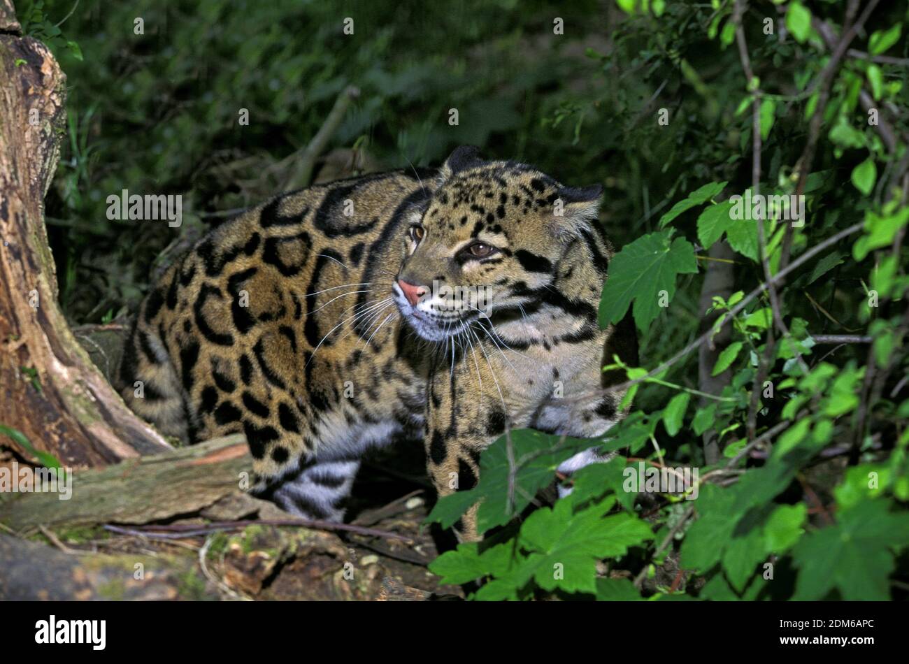Clouded leopard neofelis nebulosa adult hi-res stock photography and ...