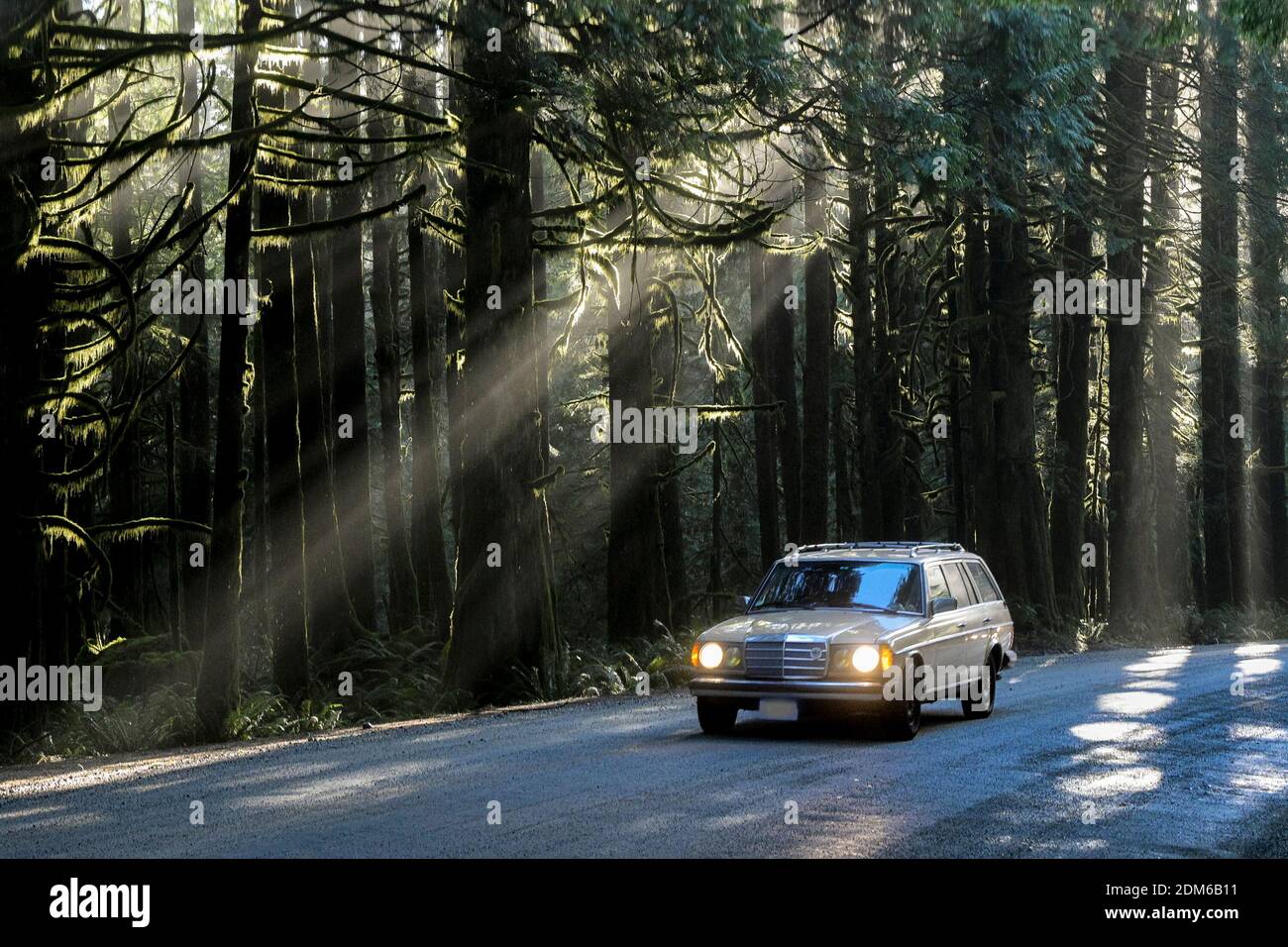 Road through forest with light beams Stock Photo - Alamy