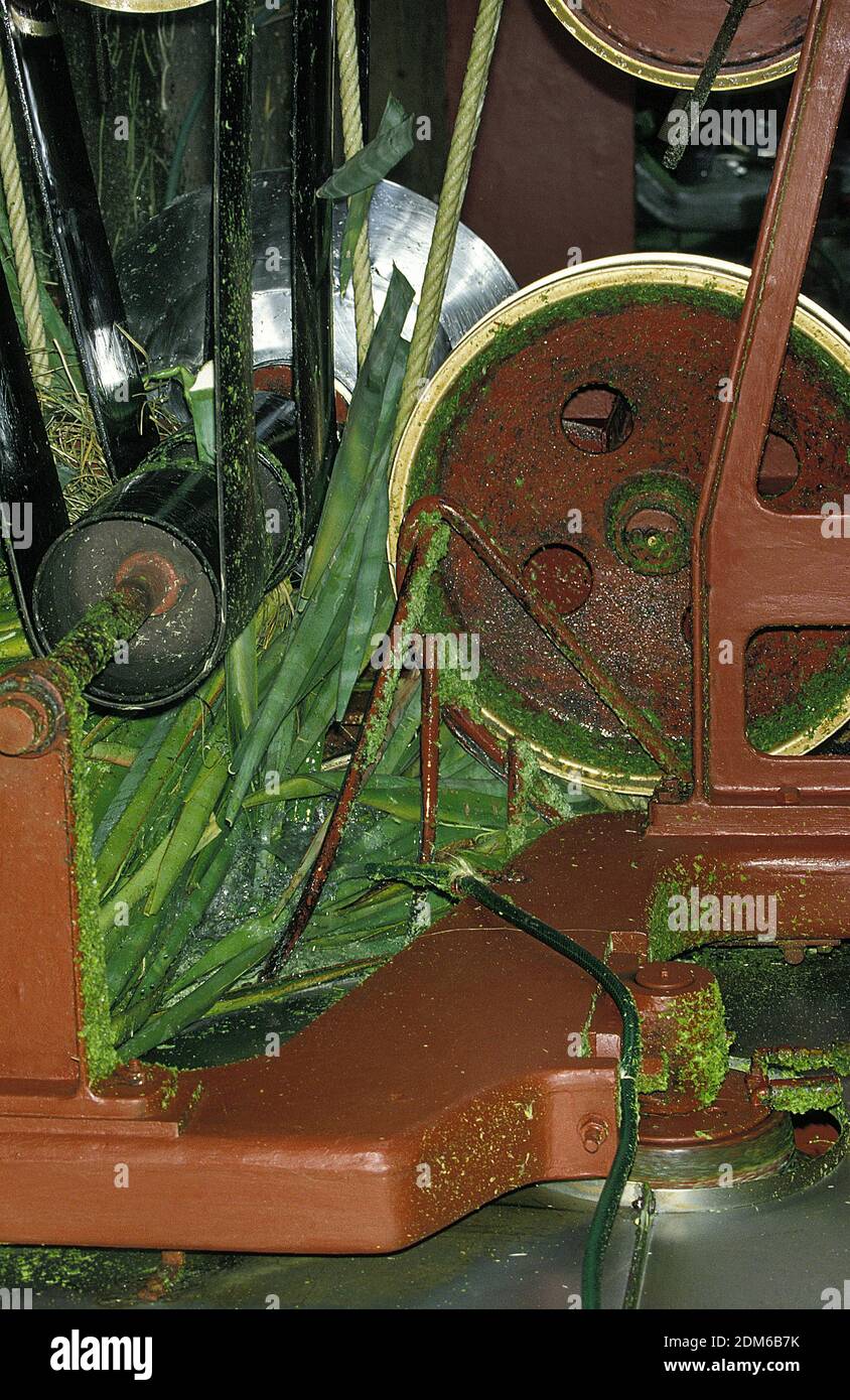 Rope Factory, Sisal Plant, agave sisalana, Fort Dauphin in Madagascar ...