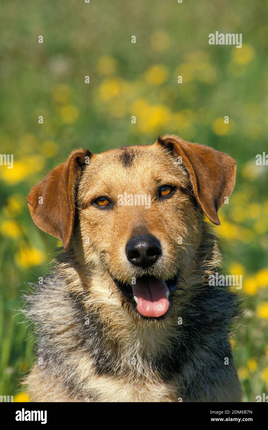 Portrait of Male Dog Stock Photo - Alamy