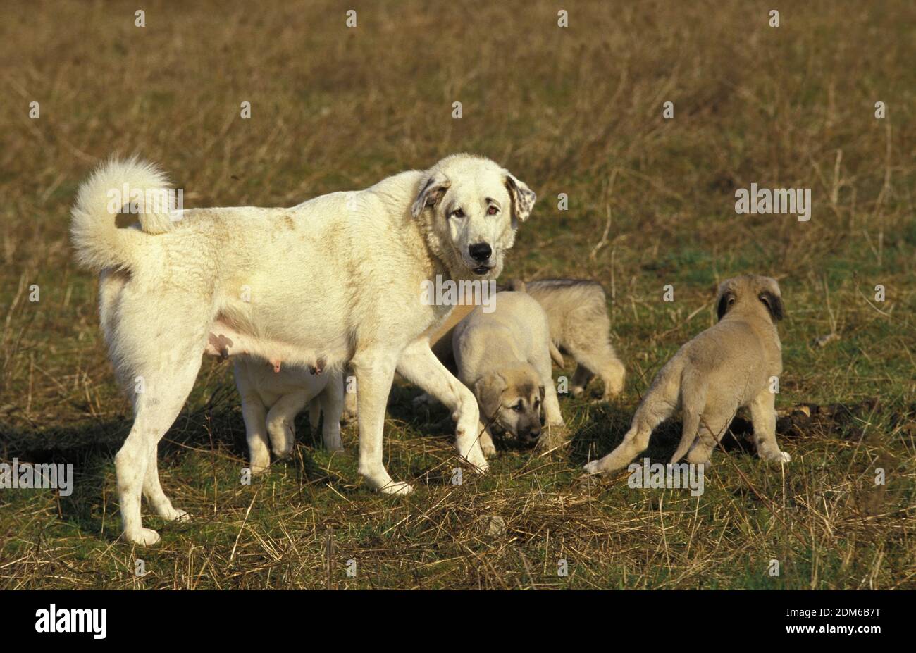Anatolian Shepherd Dog or Coban Kopegi, Mother with Puppies Stock Photo ...