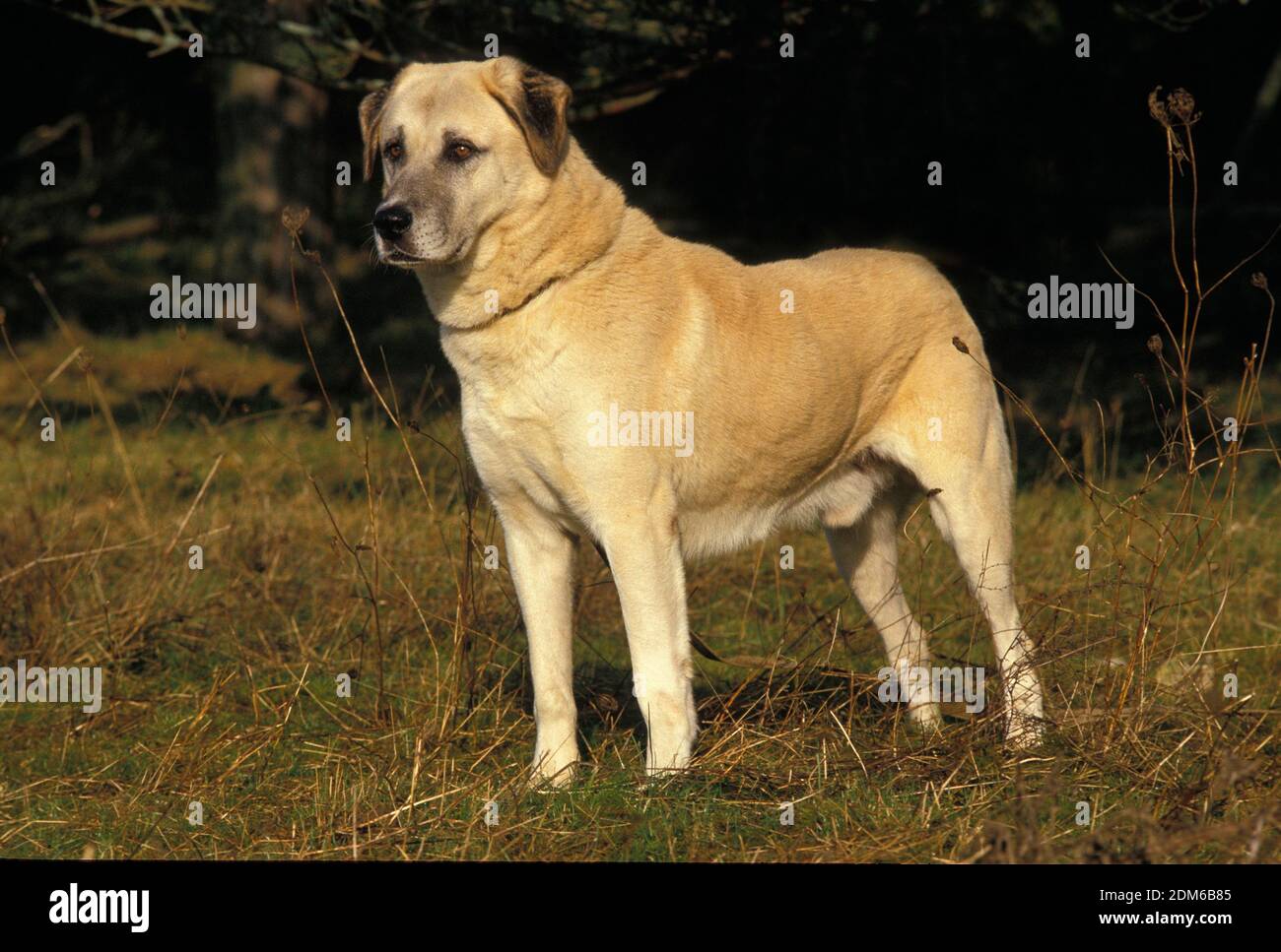 Anatolian Shepherd Dog or Coban Kopegi, Male Stock Photo - Alamy