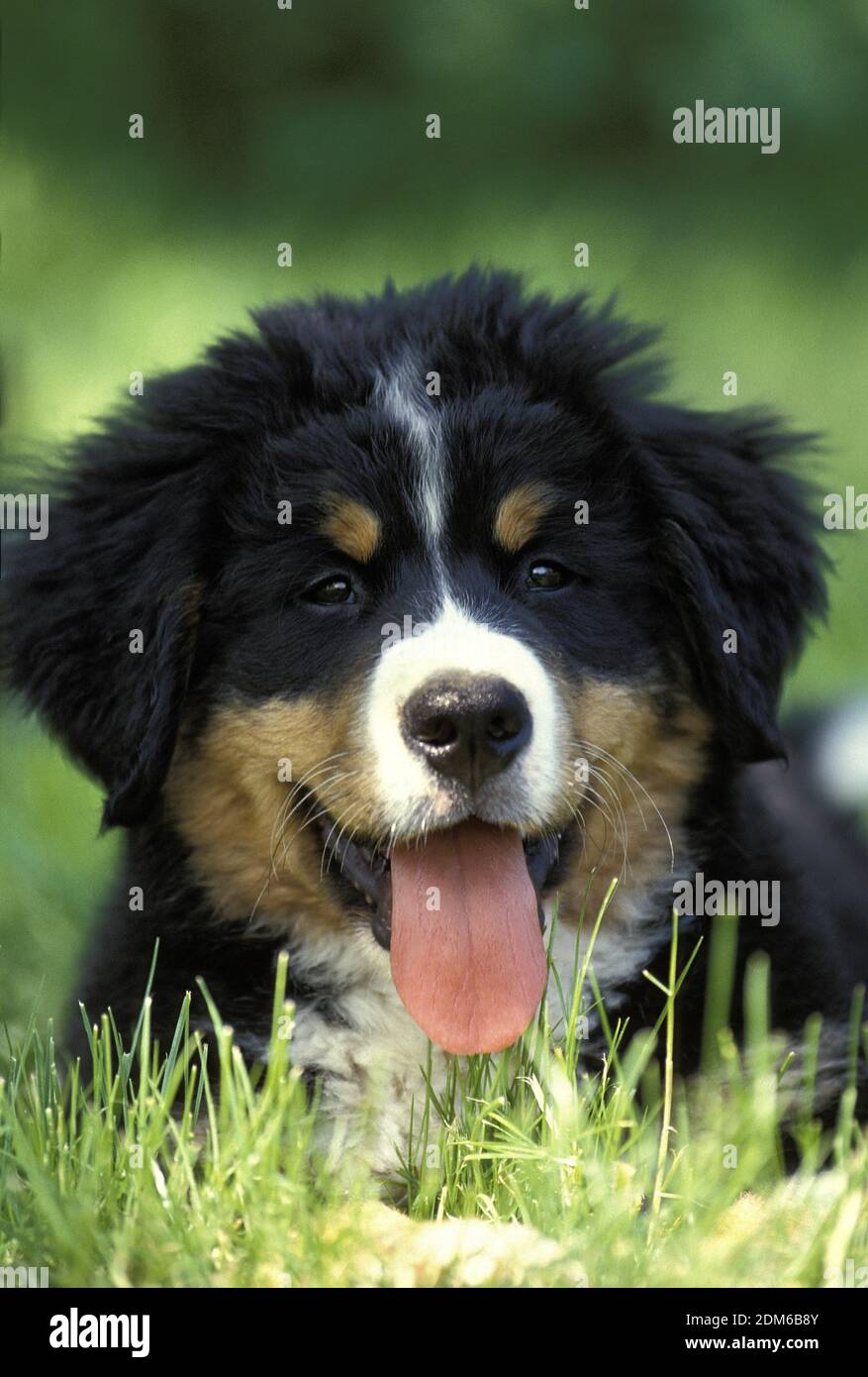 Bernese Mountain Dog, Pup with Tongue out Stock Photo - Alamy