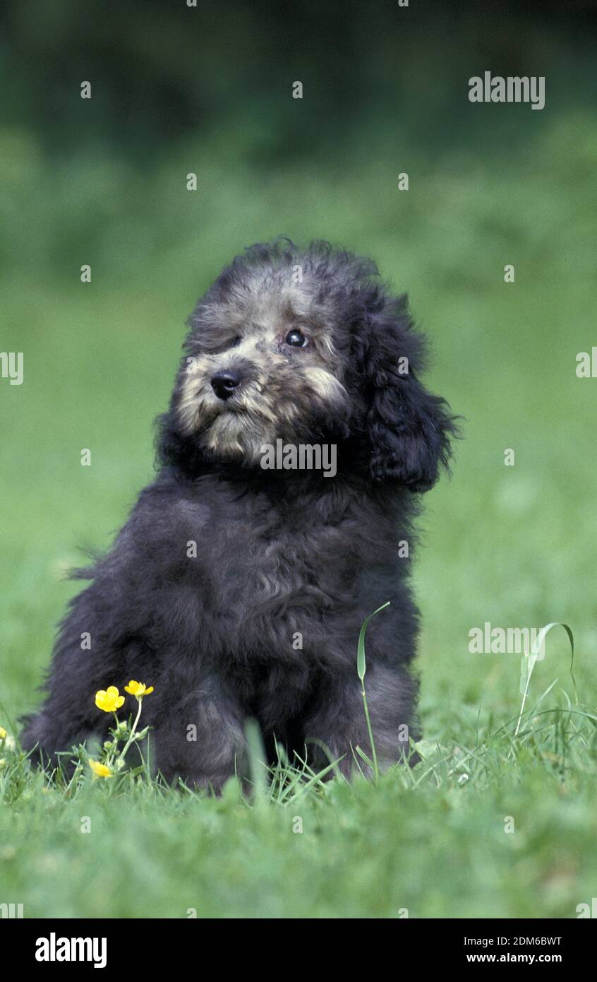 Grey Standard Poodle Dog, Pup Stock Photo - Alamy