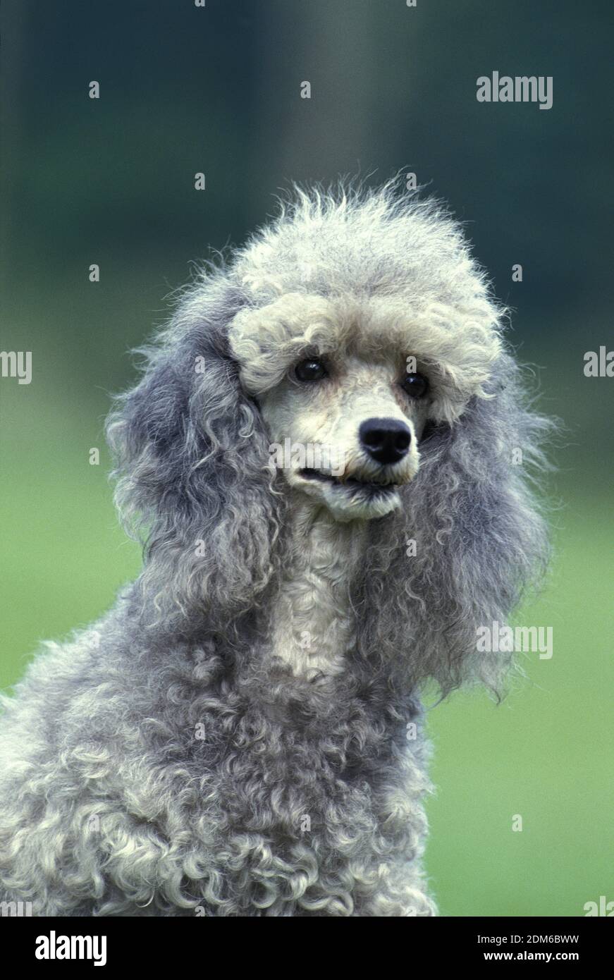 Grey Standard Poodle Dog, Portrait Stock Photo - Alamy