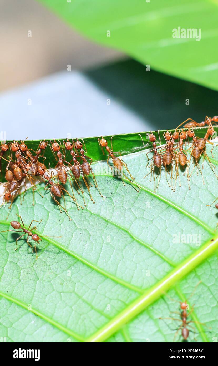 Weaver ants nest hi-res stock photography and images - Alamy