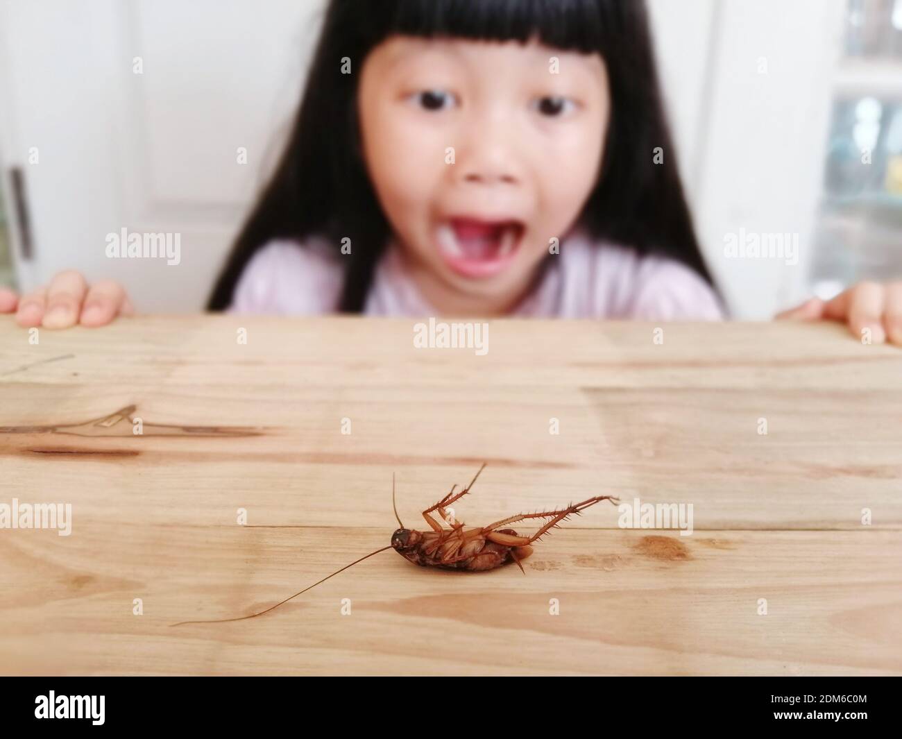 Screaming Insect High Resolution Stock Photography and Images - Alamy