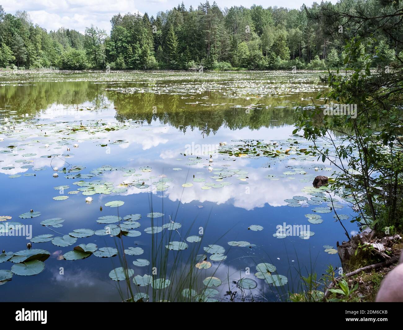dead trees in the swamp, wild picturesque wetland Stock Photo - Alamy