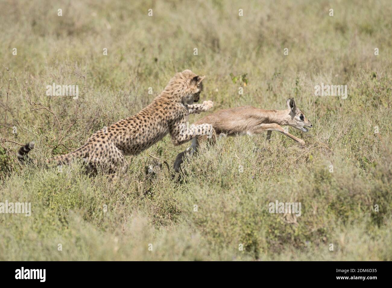 Africa, Tanzania Serengeti National Park Cheetah cubs catching young ...