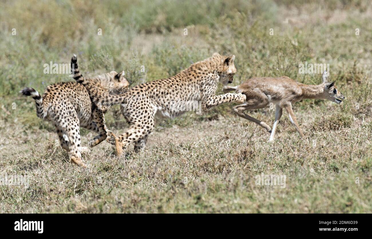 Cheetah Cubs Hunting