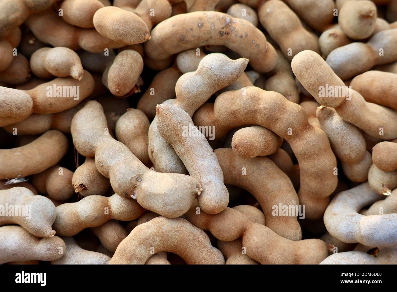 Tamarinds group hi-res stock photography and images - Alamy