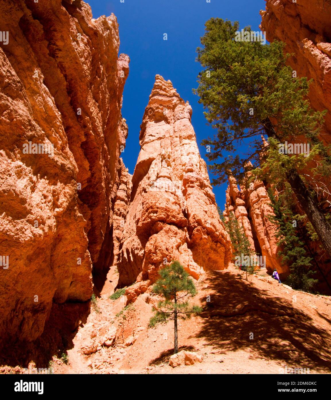 Bryce Canyon National park, lower section of "wall street" on Navajo ...