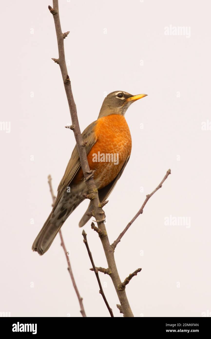 American robin (Turdus migratorius), William Finley National Wildlife ...