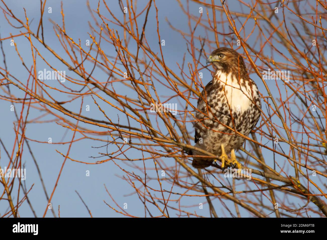Red-tailed hawk (Buteo jamaicensis), William Finley National Wildlife ...