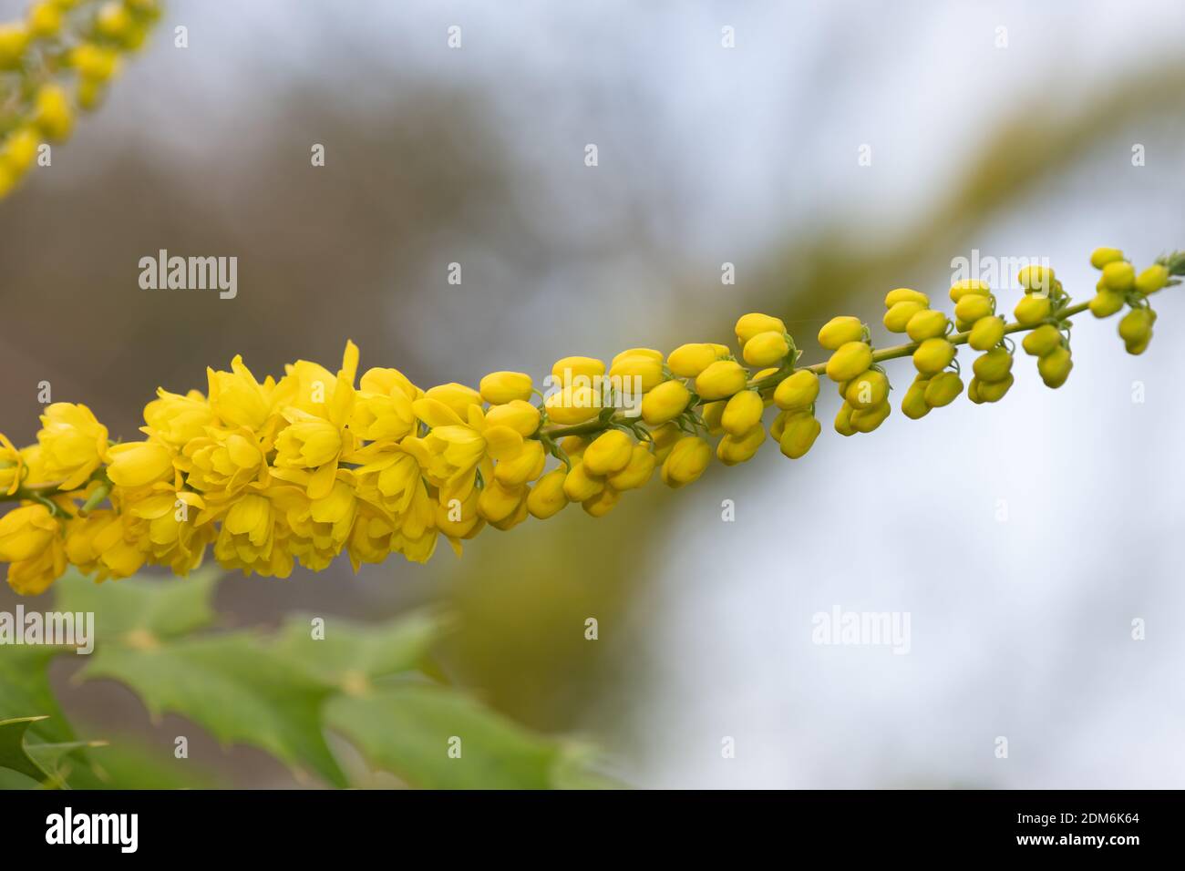Mahonia japonica bush hi-res stock photography and images - Alamy