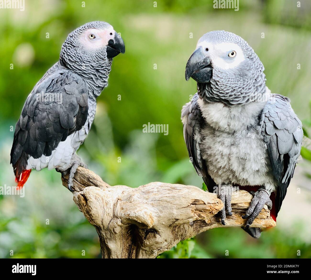Conversation of animals hi-res stock photography and images - Alamy